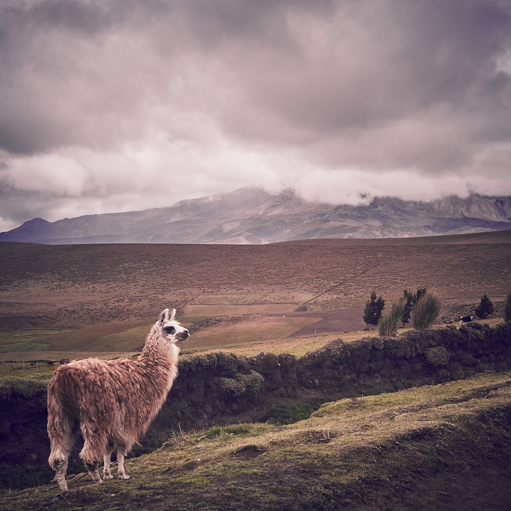 Chimborazo national park lama – Explore Borders