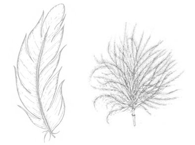 Down Feather – Explore Borders