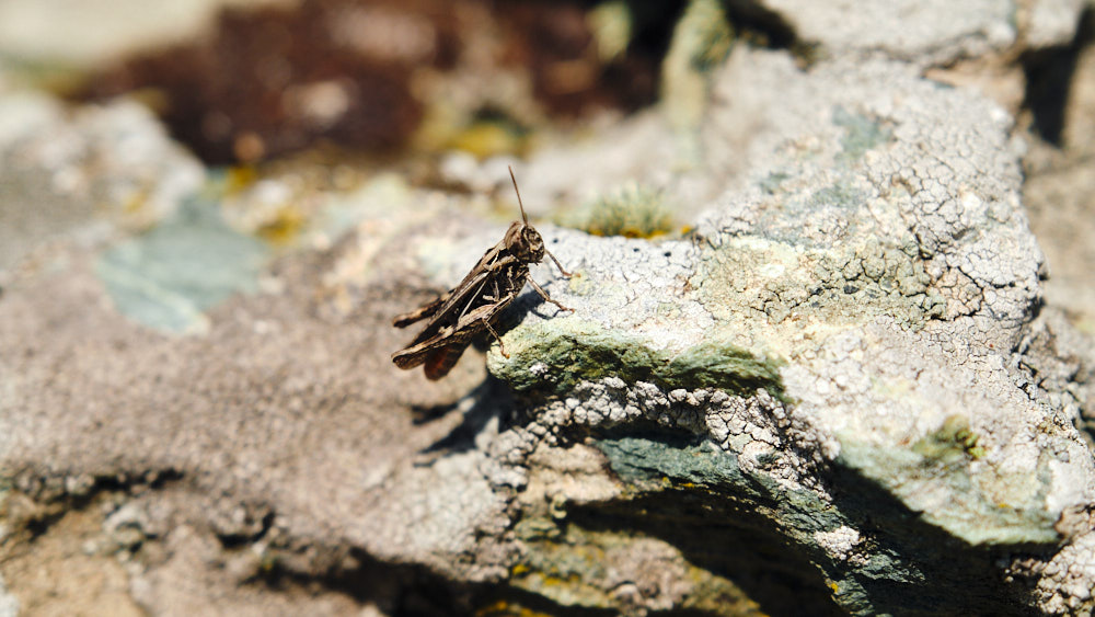 grasshopper – Explore Borders